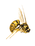 Wasp Men: Guts and Glory, A Short Story by William Gensburger